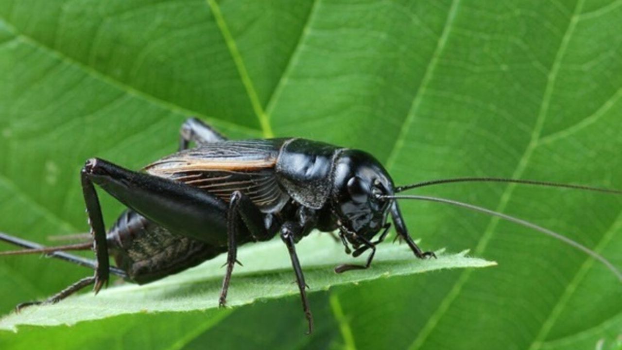 Aprende qué significa la presencia de un grillo dentro de tu casa ...